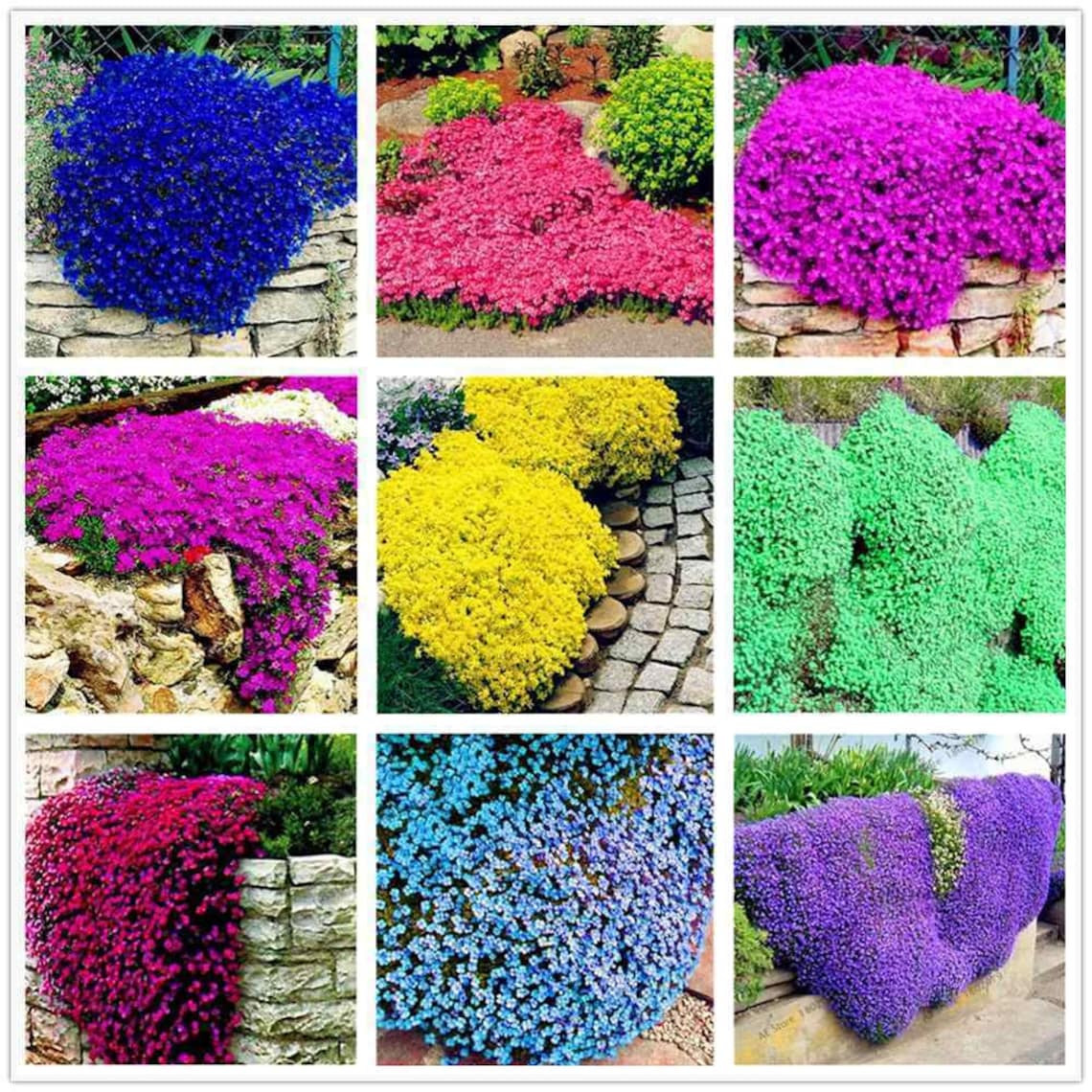 100 Seeds Creeping Thyme Color Purple White Blue Pink Rainbow - Etsy UK