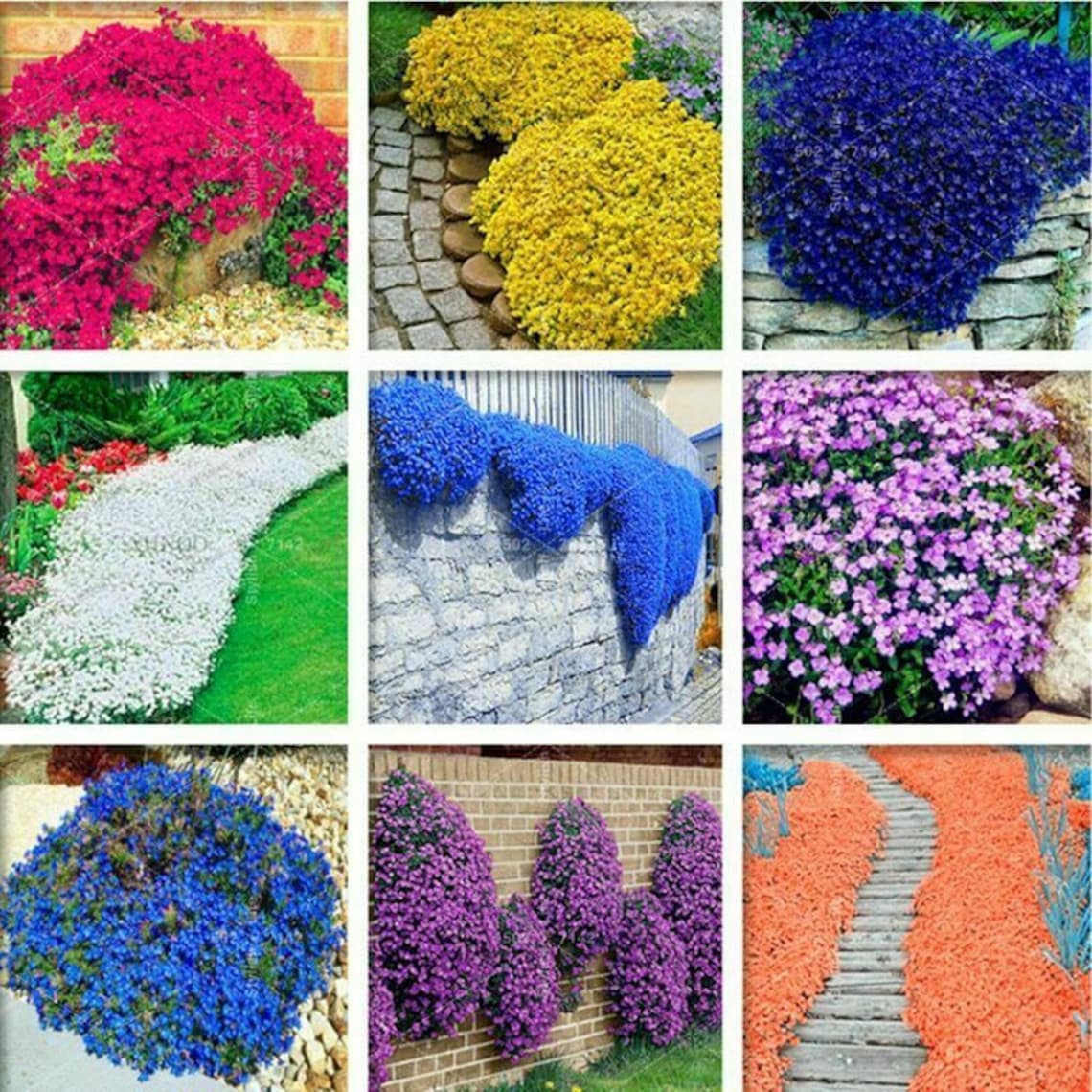 100 Seeds Creeping Thyme Color Purple White Blue Pink Rainbow - Etsy UK