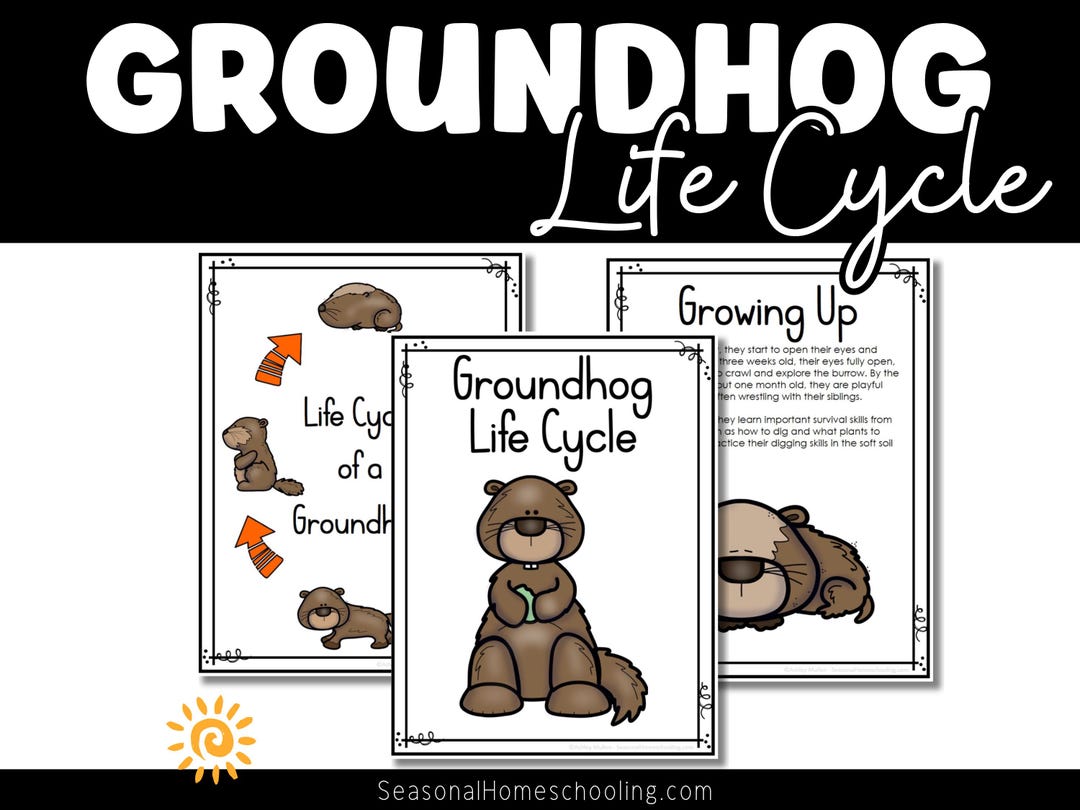 Groundhog Life Cycle Activity Pack – Fun and Educational Resource for ...