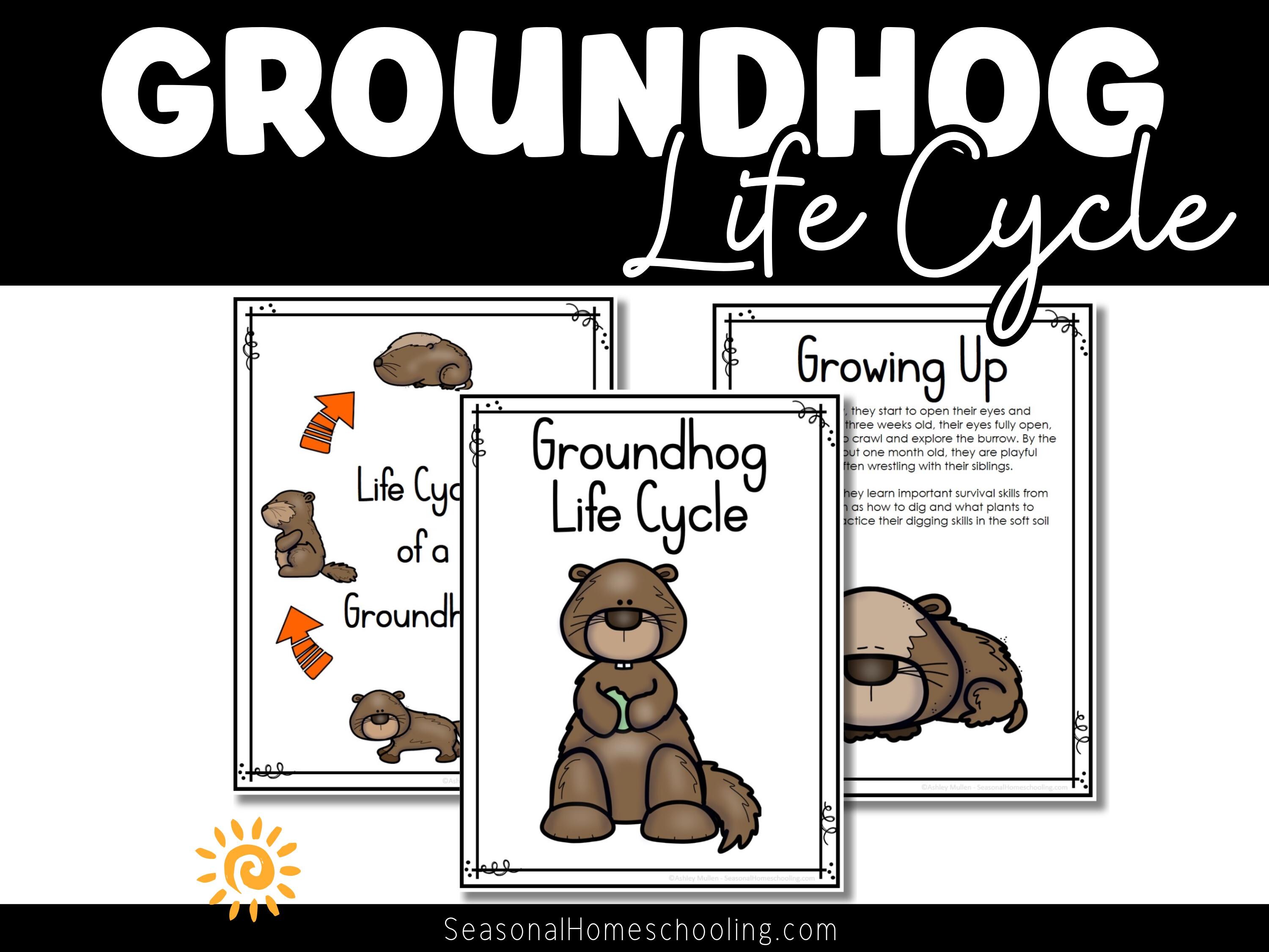 Groundhog Life Cycle Activity Pack – Fun and Educational Resource for ...