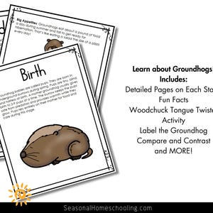 Groundhog Life Cycle Activity Pack – Fun and Educational Resource for ...