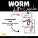 Worm Life Cycle Worksheets – Printable Science Activities for Kids - Etsy