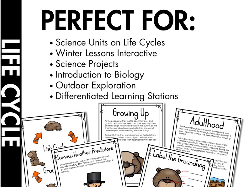 Groundhog Life Cycle Activity Pack – Fun and Educational Resource for ...