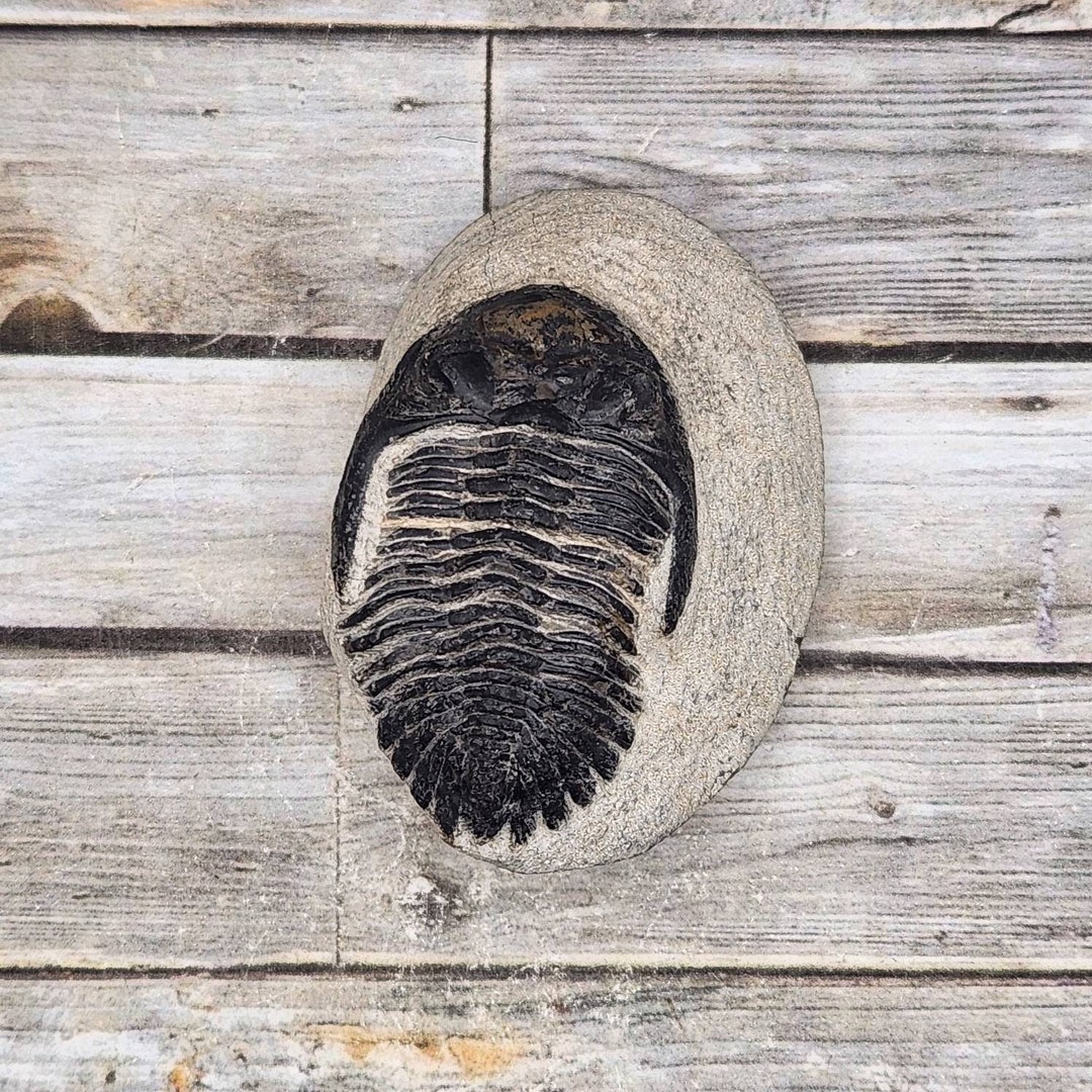 Genuine Trilobite Fossil Specimen, Metacanthina Trilobite Specimen ...