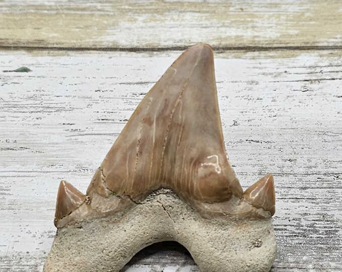 Large Shark Tooth Fossil From Odotus Obliquus Shark, Jewelry Making ...