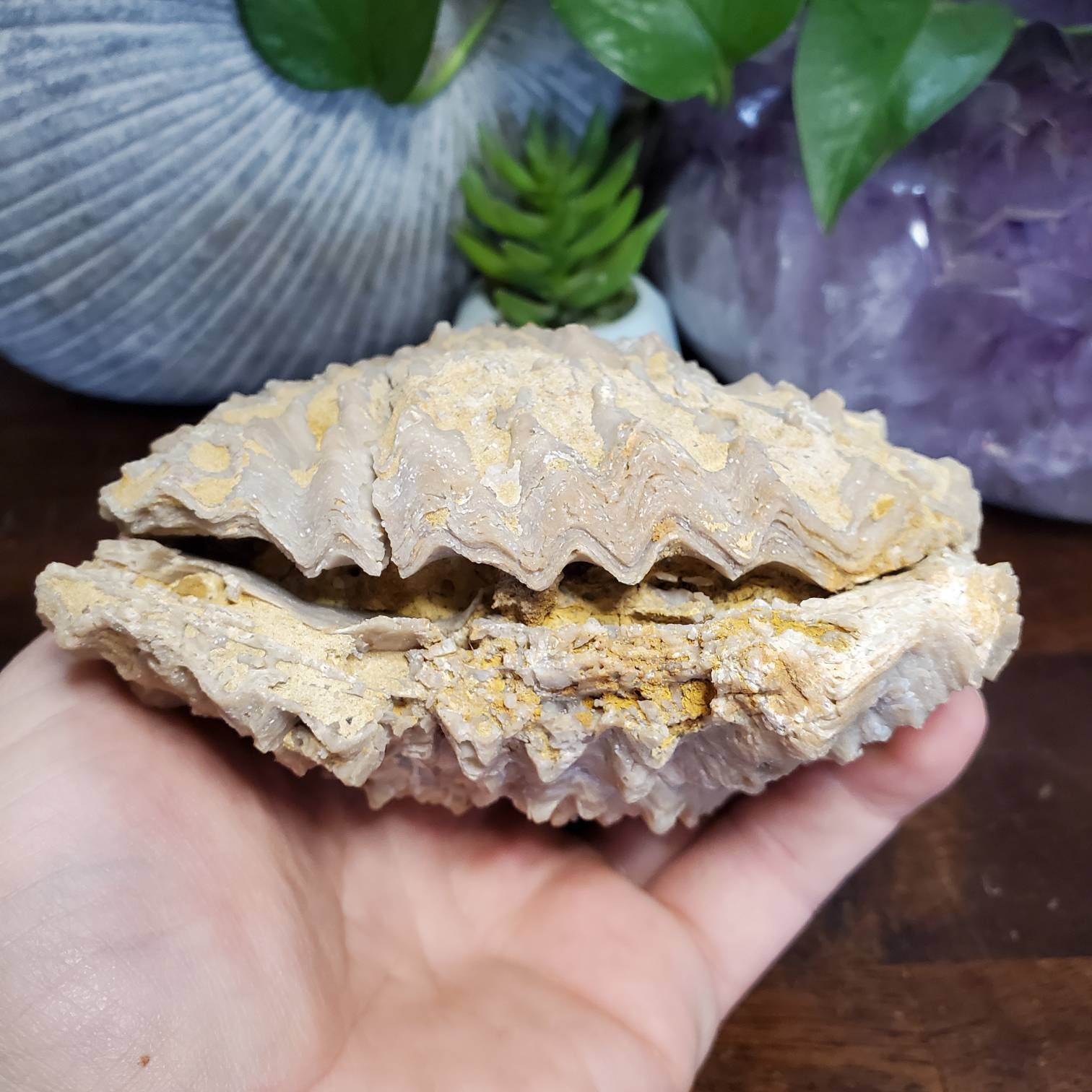 Large Oyster Shell Fossil Fossilized Lopha Oyster shell | Etsy