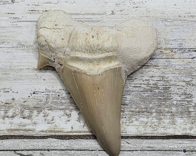 Large Shark Tooth Fossil From Odotus Obliquus Shark, Jewelry Making ...