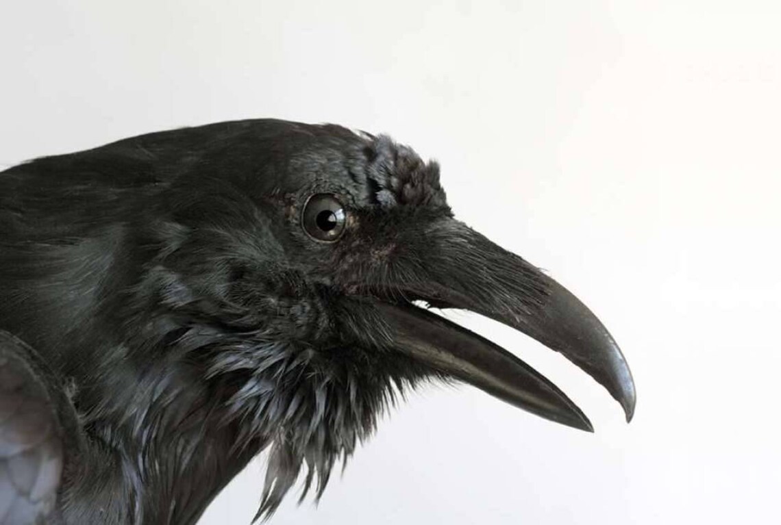 Raven Hat Crow Hat Black Bird Costume Halloween Outfit | Etsy