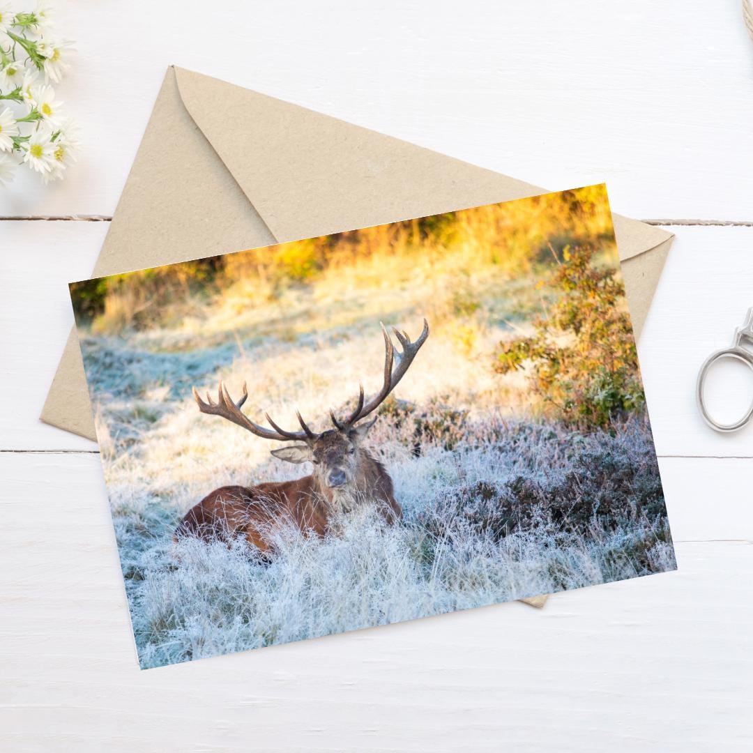 Deer Stag Resting on a Frosty Morning Photo Card "bruce" Birthday Card ...