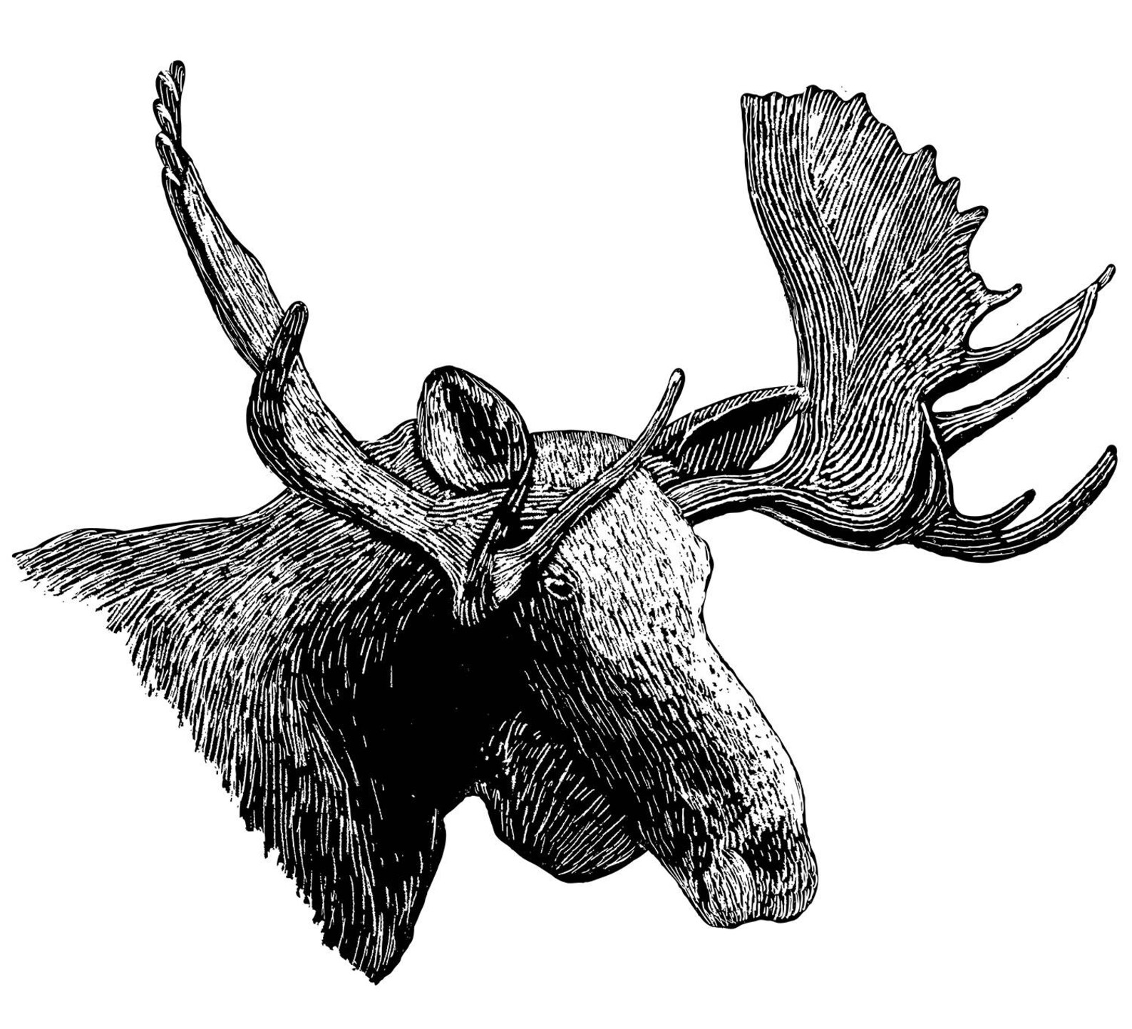 Woodcut Moose Head Illustration – Digital Download - Etsy