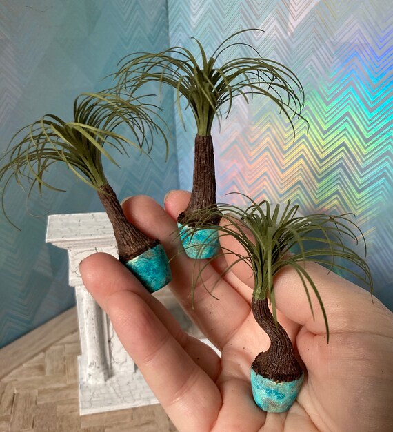 Miniature Elephant Foot Plant beaucarnea Pony Tail. 1/12 - Etsy