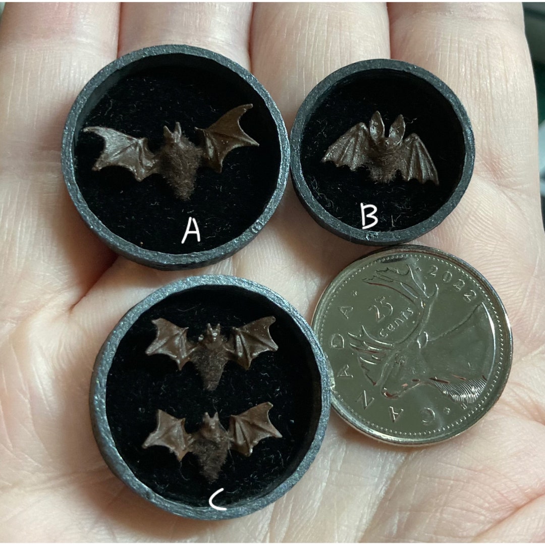 Miniature Bats Specimens in a Shadow Box for Dollhouse, Roombox ...