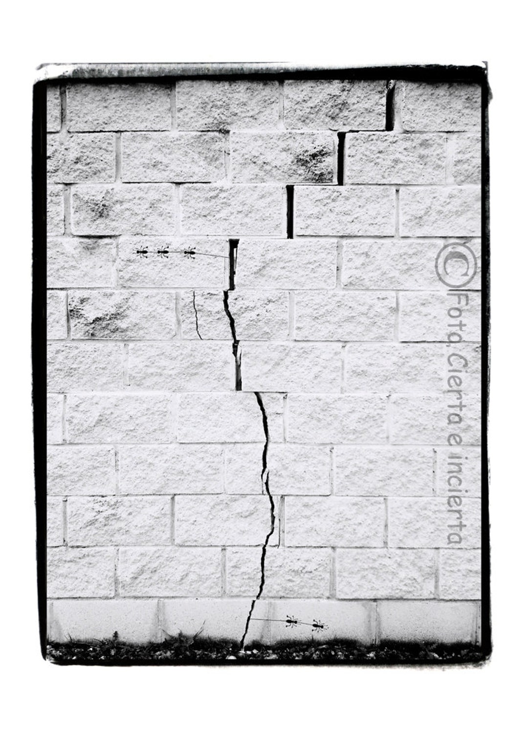 5 Ants fine Art Photography, Graffiti, Street Art, Wall, White, Ants ...