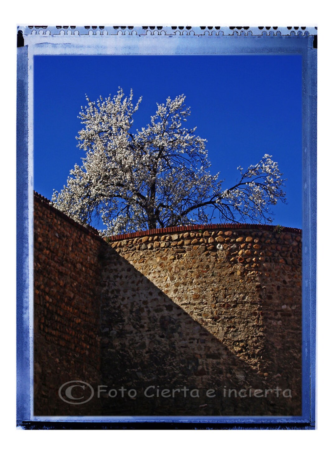 Spring on the Wall fine Art Photography, Flower Tree, Castle, Flowers ...