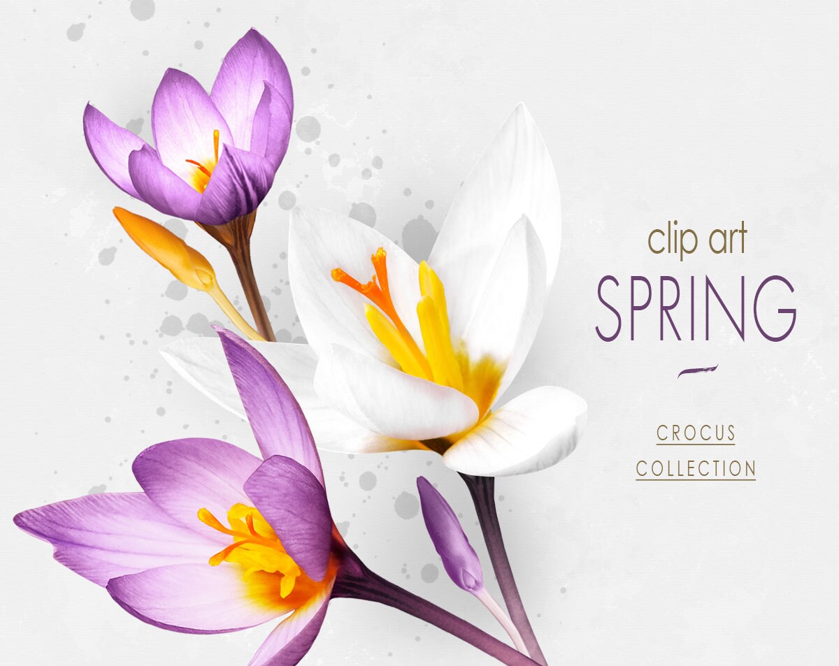 Real Flower Clipart Spring Floral Clipart Crocus Wreath - Etsy
