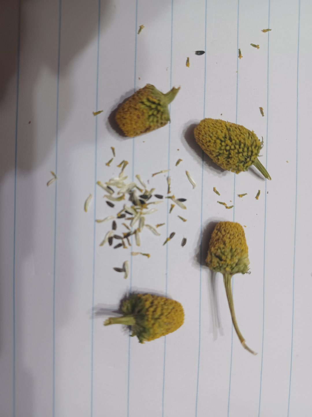 Toothache Plant Seeds - Etsy