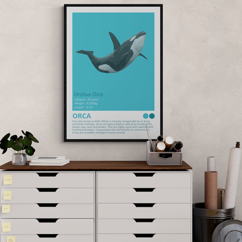 Orca - Killer Whale - Fact Sheet Art Print, Nautical Theme, Kids Room ...