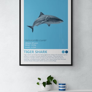 Tiger Shark - Fact Sheet Art Print, Nautical Theme, Kids Room Home ...