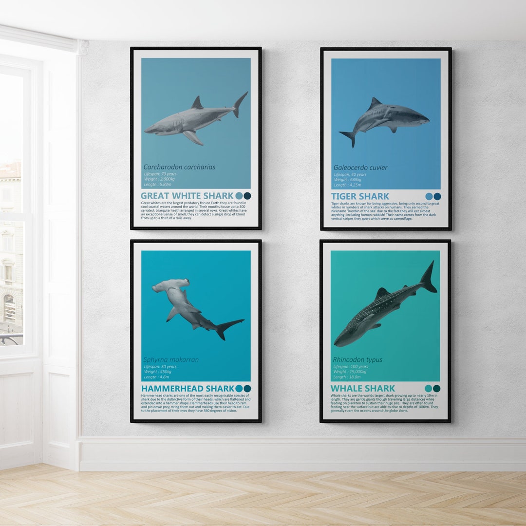 Sharks - Set of 4 Art Prints - Great White, Tiger Shark, Hammerhead ...