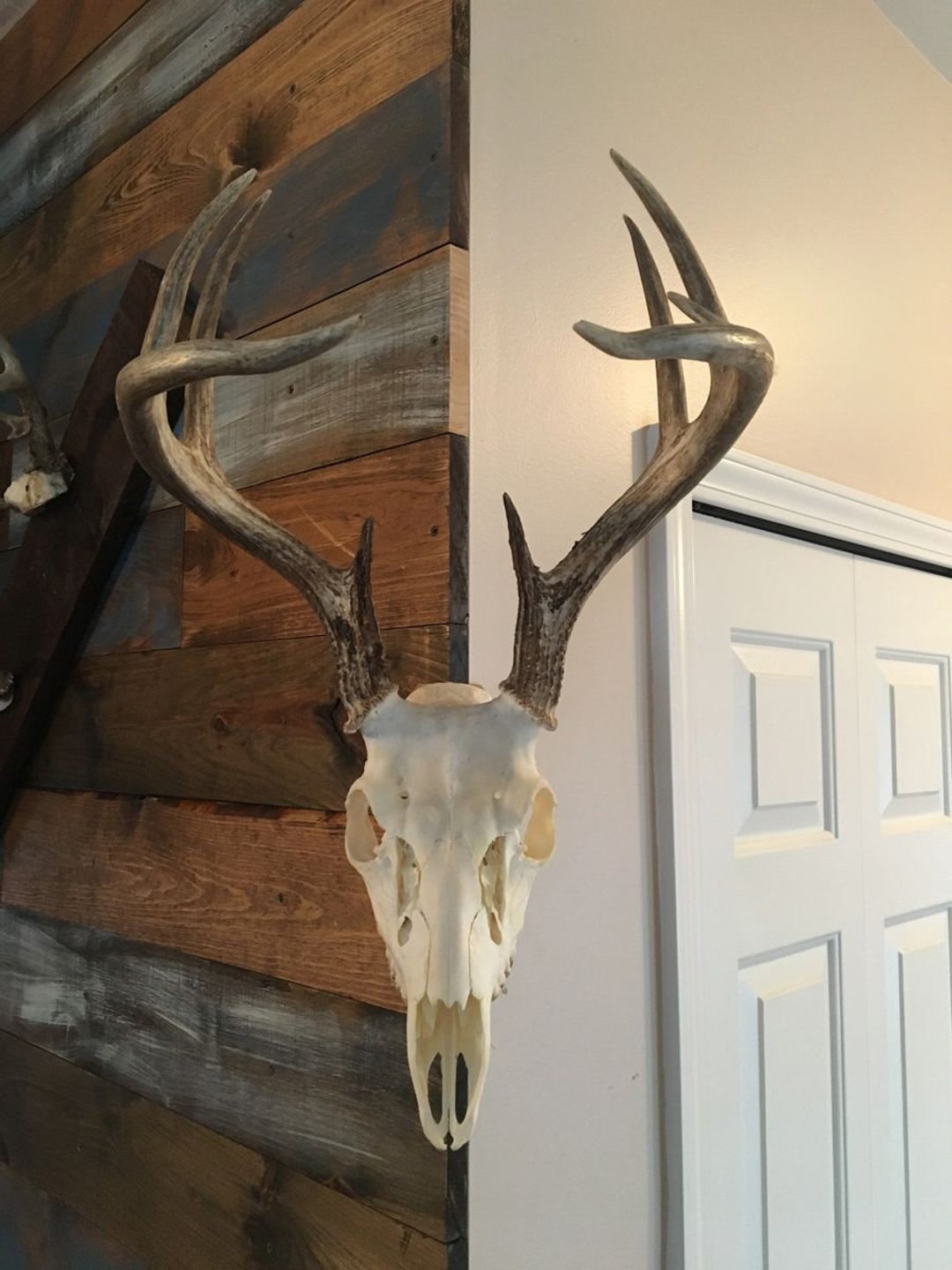 Outside Corner Mount Skull Hanger- Skull Not Included - Etsy