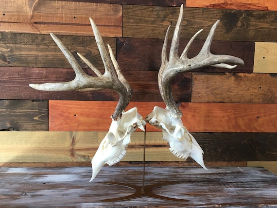 Double Table Top Mount Skull Hanger - Etsy