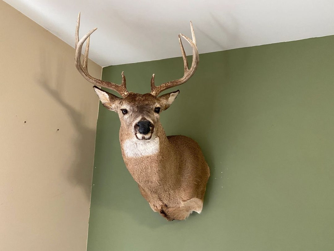 Adjustable Shoulder Mount Wall Hanger- Deer NOT Included - Etsy