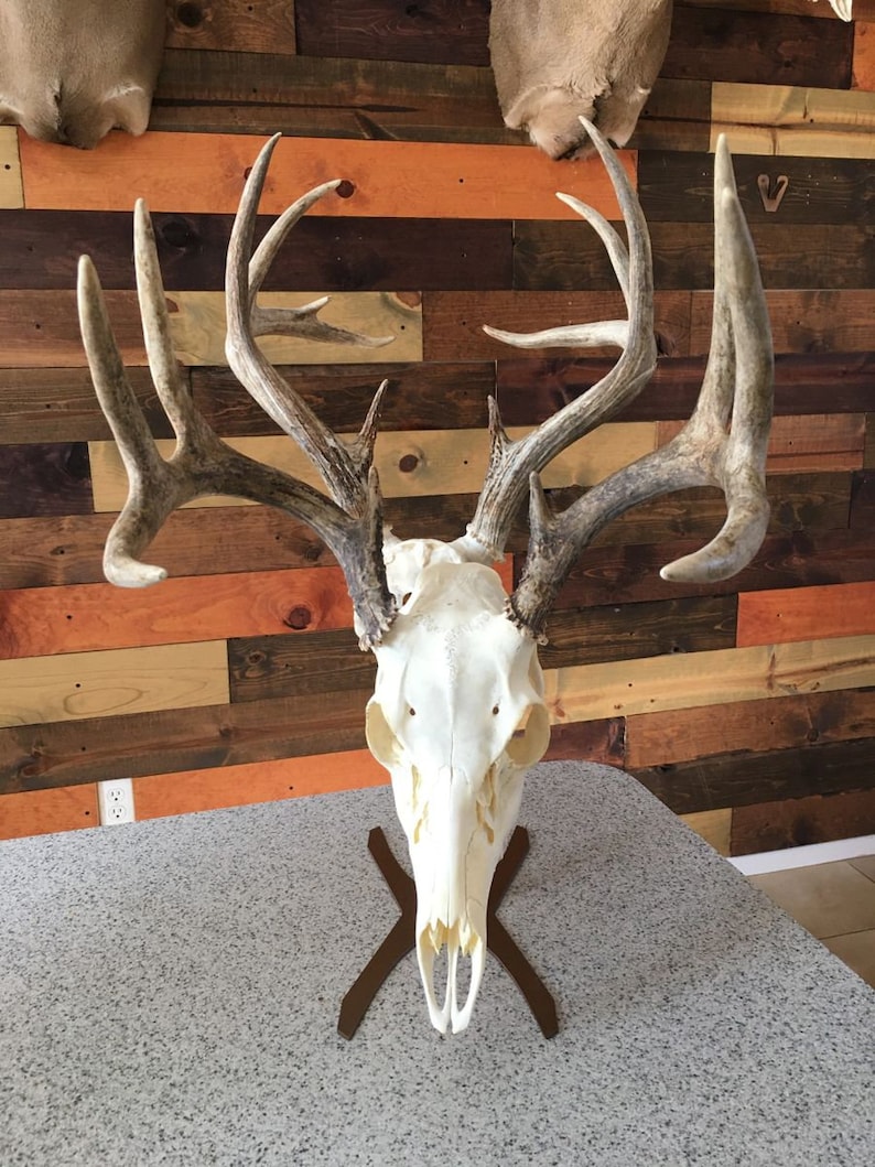 Double Table Top Mount Skull Hanger - Etsy