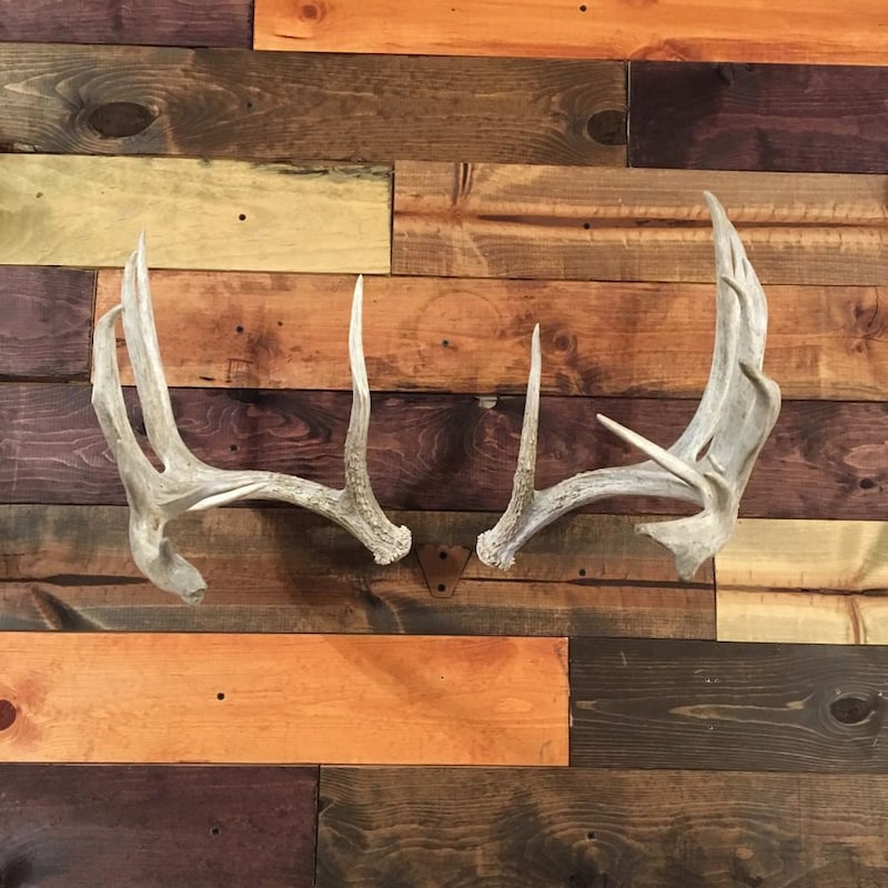 Shed Hunting Display - Etsy