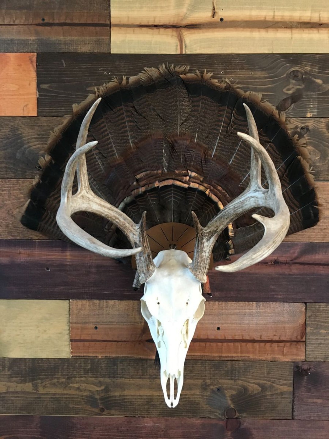 Steel Turkey Fan & Skull Mount Hanger - Etsy
