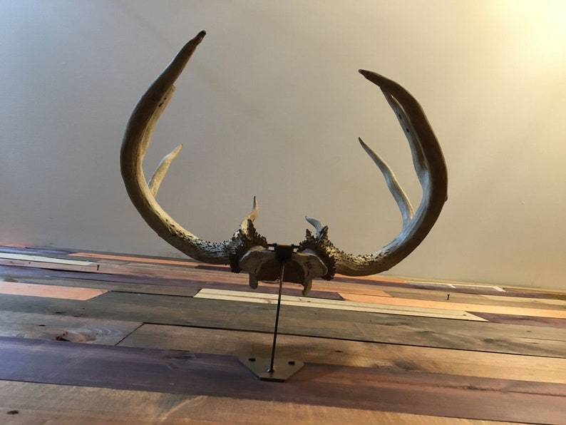 Skull Cap Mount Hanger- Antlers Not Included - Etsy