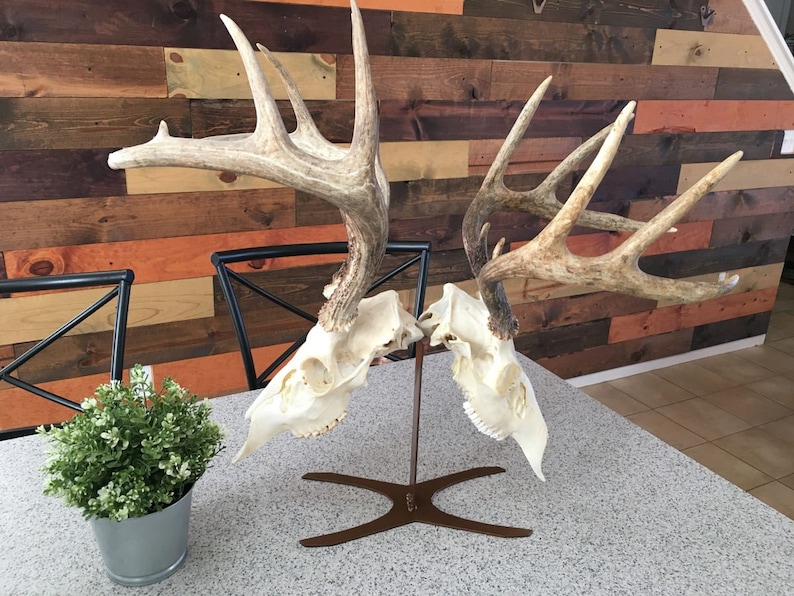 Double Table Top Mount Skull Hanger - Etsy
