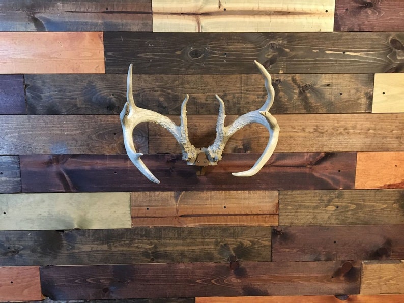 Skull Cap Mount Hanger- Antlers Not Included - Etsy