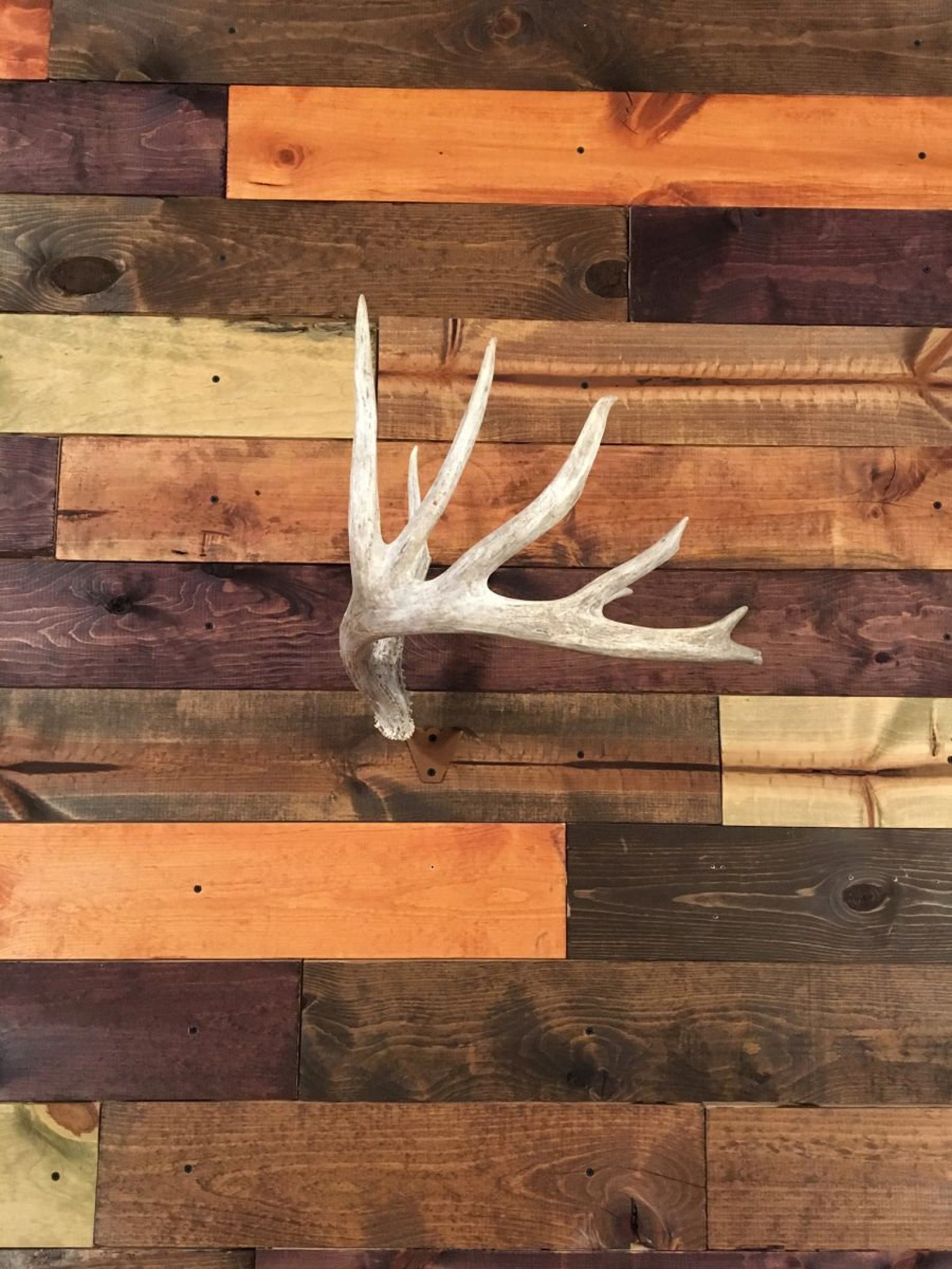 Shed Antler Mount Hanger - Etsy