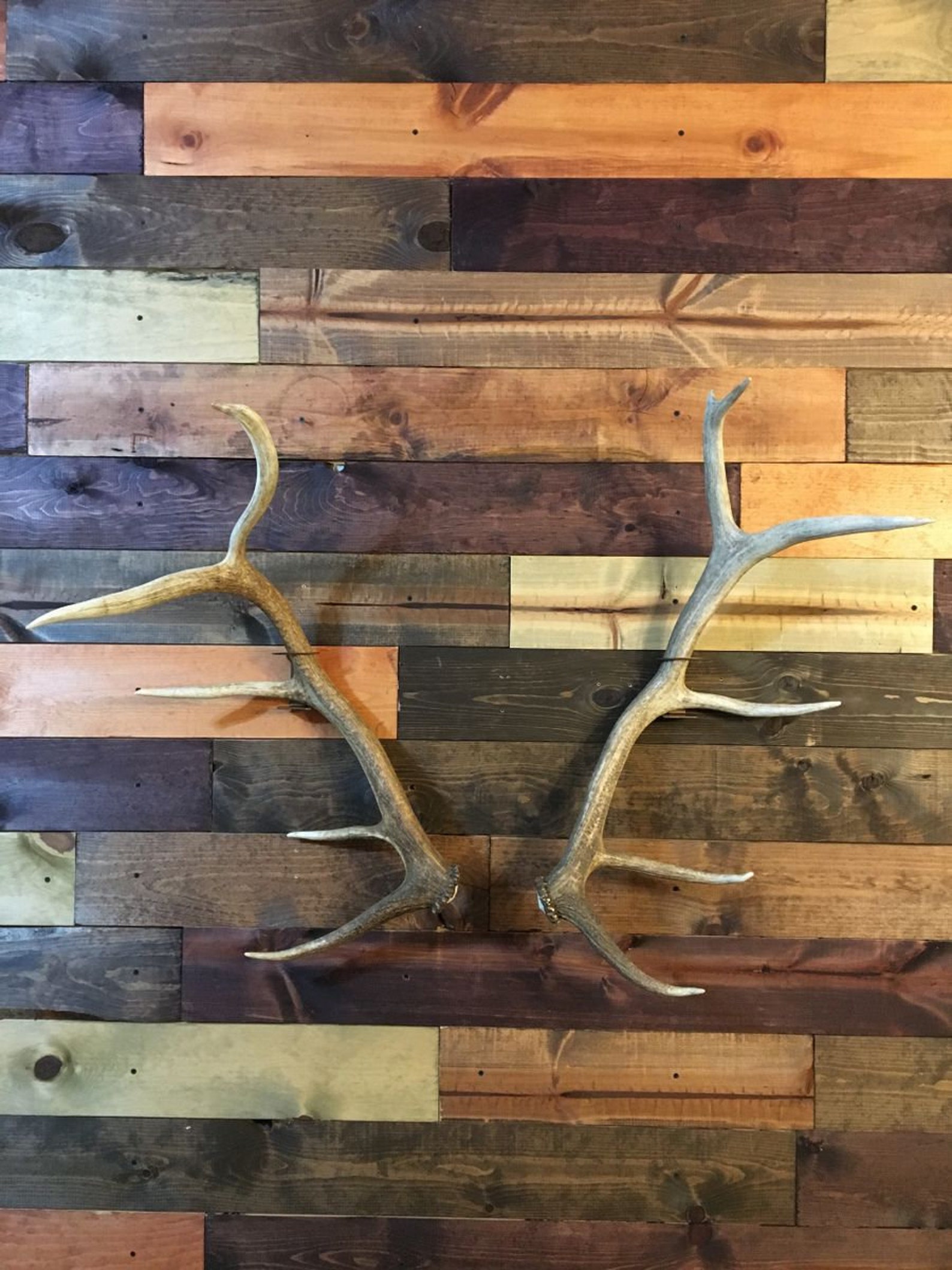 Elk/moose Shed Antler Mount Hanger Antlers Not Included - Etsy