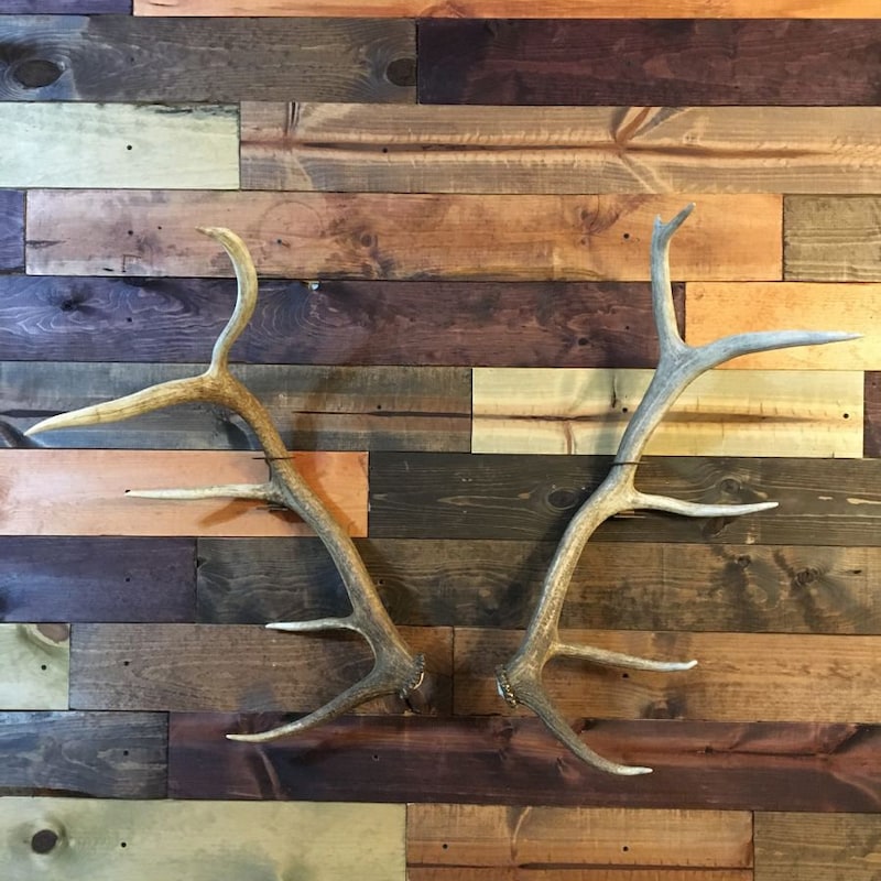 Elk Antler Mount Decor - Etsy