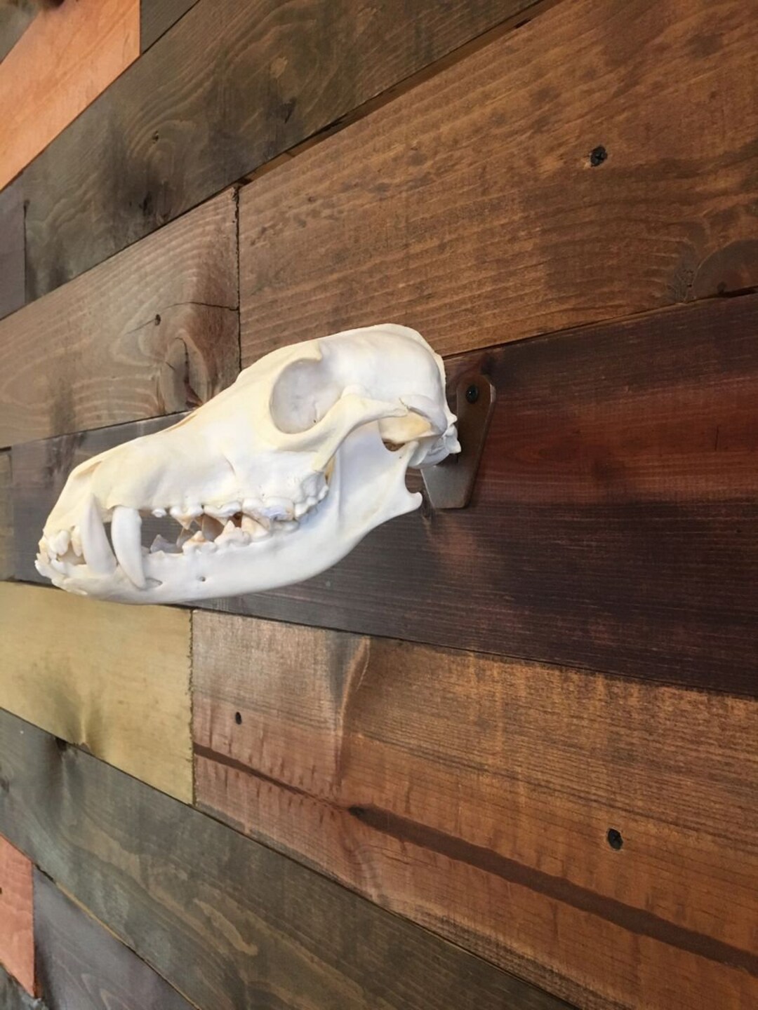Coyote Skull Mount Hanger Skull NOT Included - Etsy