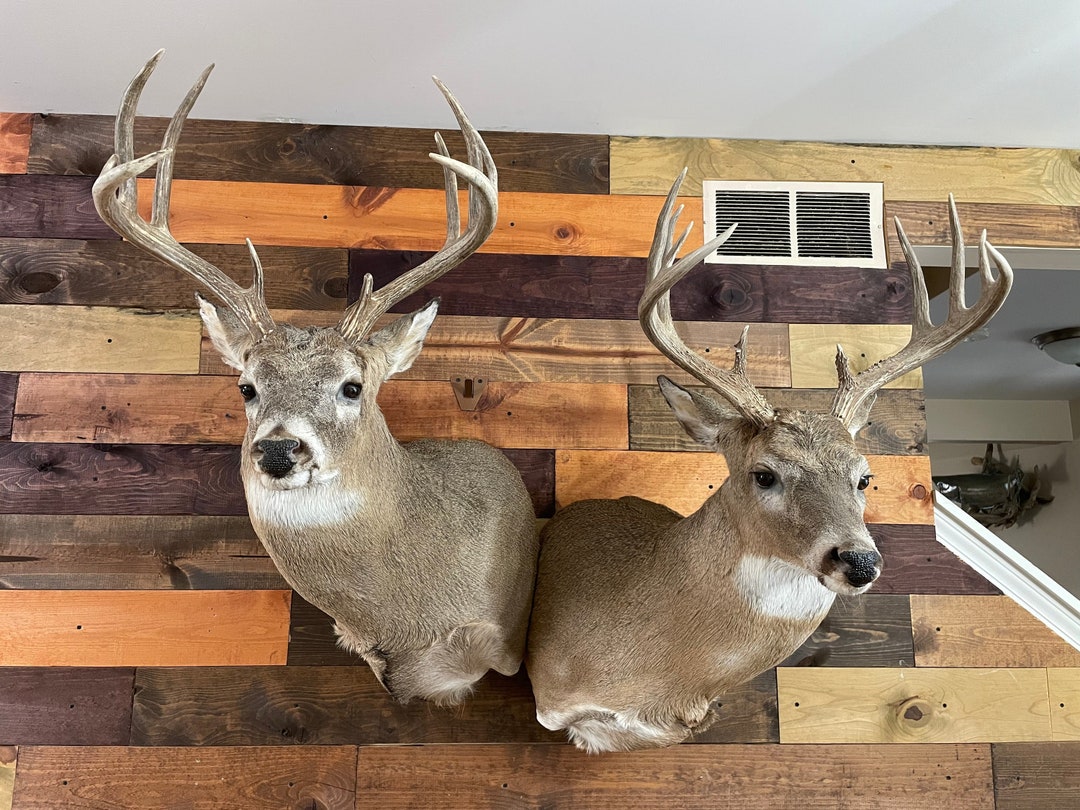 Adjustable Double Hanger for Shoulder Mounts- Deer NOT Included - Etsy