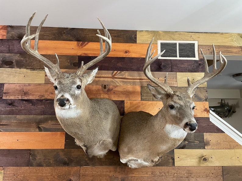 Adjustable Double Hanger for Shoulder Mounts Deer Mounts NOT - Etsy