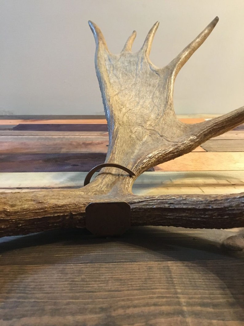 Elk/moose Shed Antler Mount Hanger - Etsy