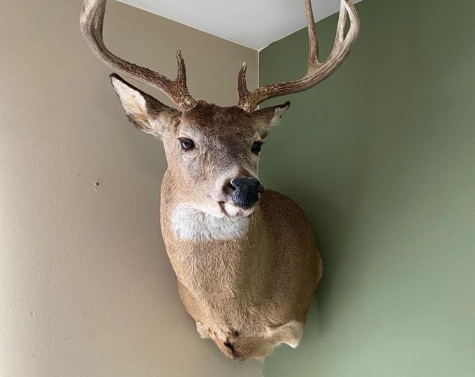 8 Point Buck Whitetail Deer Shoulder Mount Taxidermy - Etsy