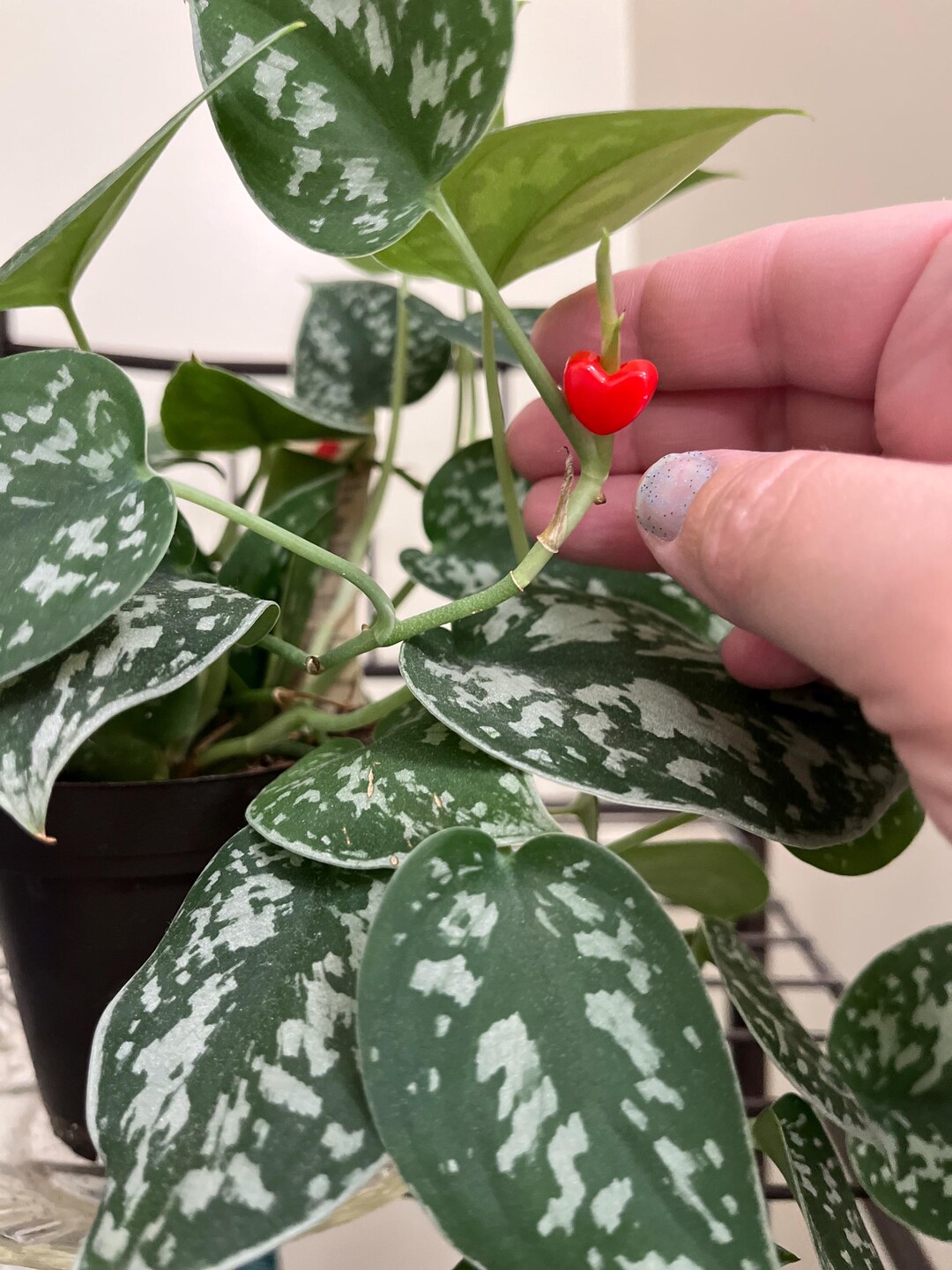 Adorable Plant Charms! Have Your Plant Looking Gorgeous With These Cute ...