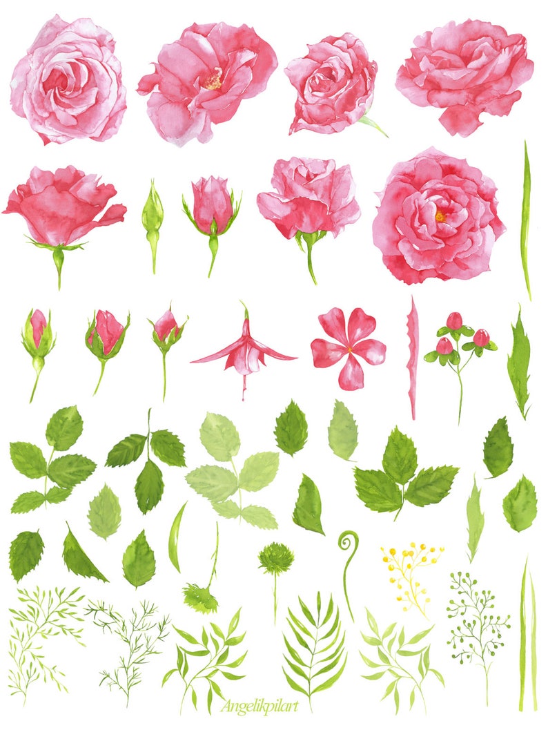 Roses Watercolor Clipart, Flower Illustration, Watercolor Bundle, Pink ...