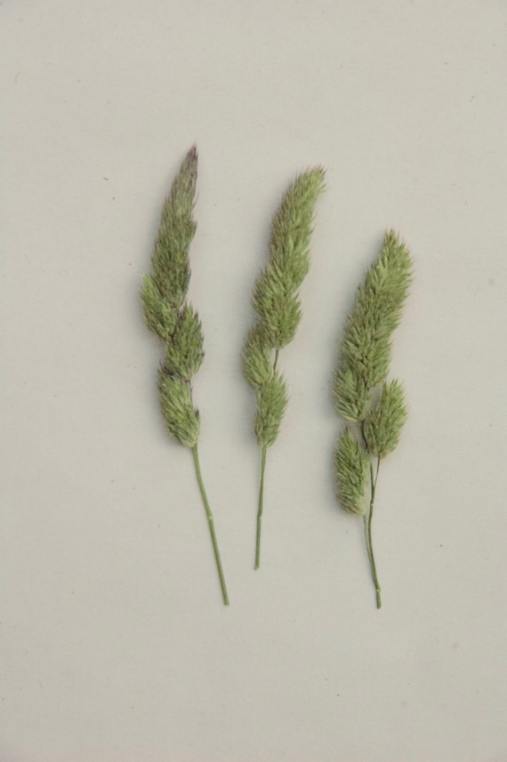 Orchardgrass Seed