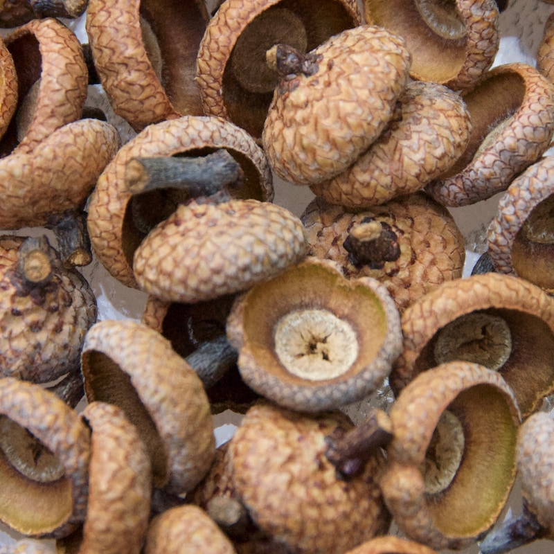 Acorn Caps - Etsy