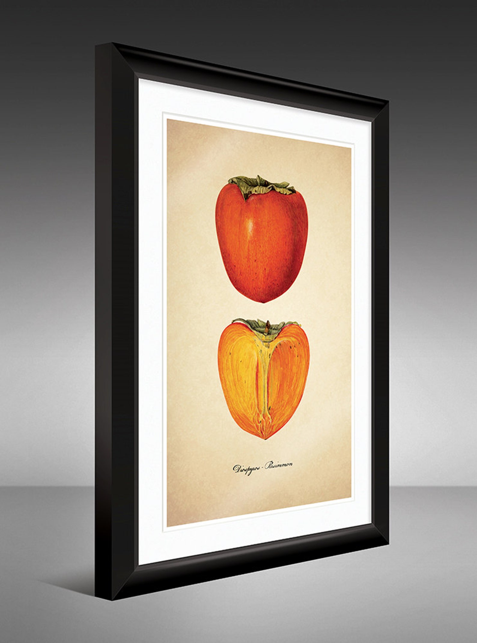 Persimmon – 1918 – USDA Pomological Watercolor Collection (12x18 ...