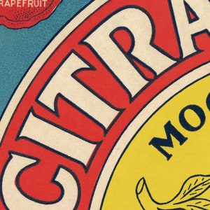 Mockingbird Brand – Oranges & Grapefruit – Citra, Florida (vintage ...