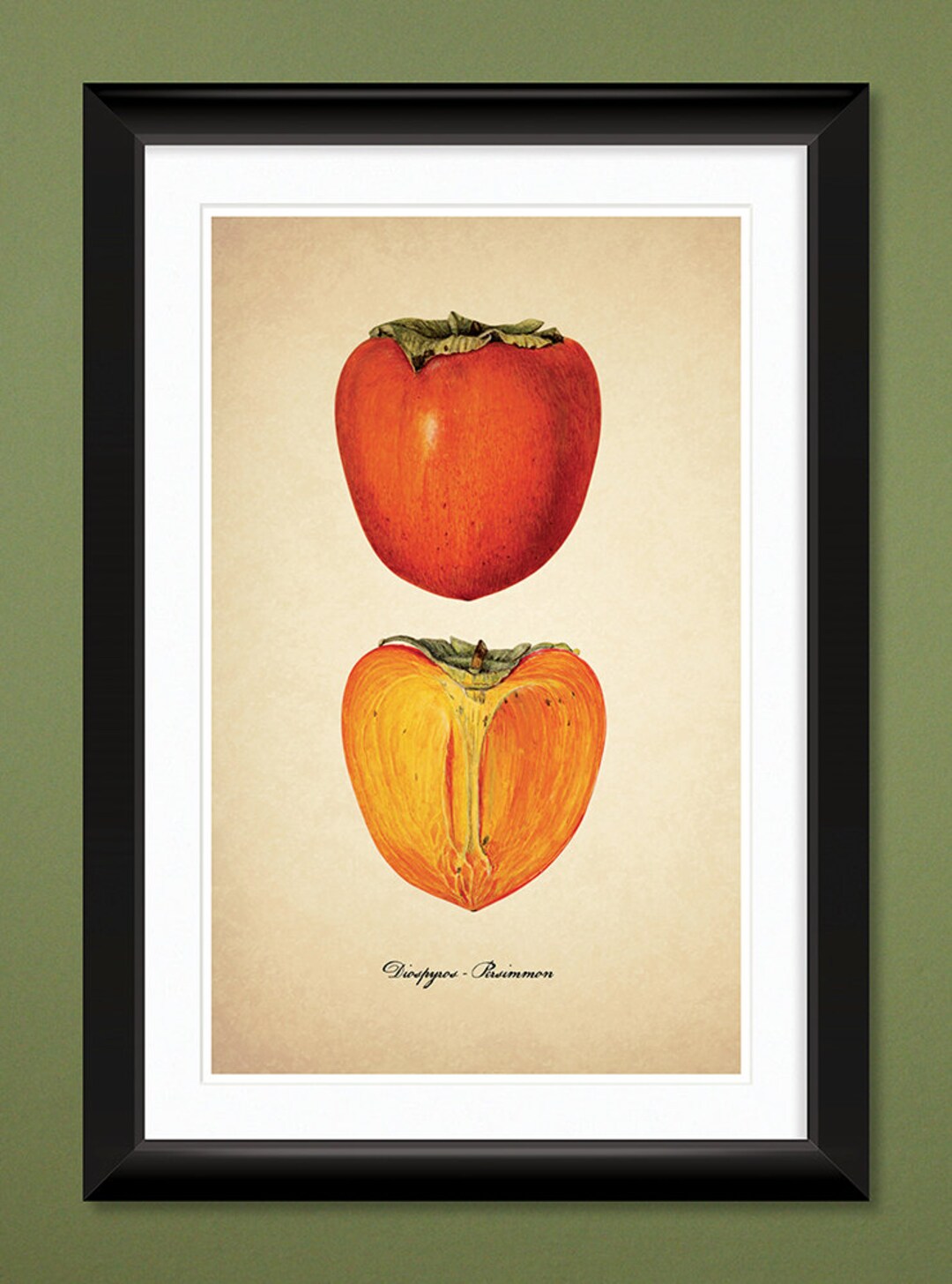 Persimmon – 1918 – USDA Pomological Watercolor Collection (12x18 ...
