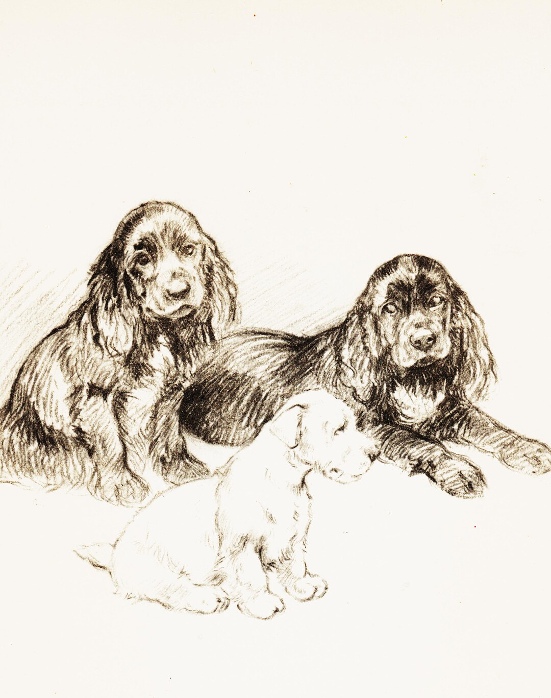 Vintage Dog Print Canine Drawing for Nursery Decor "cocker Spaniel Art ...