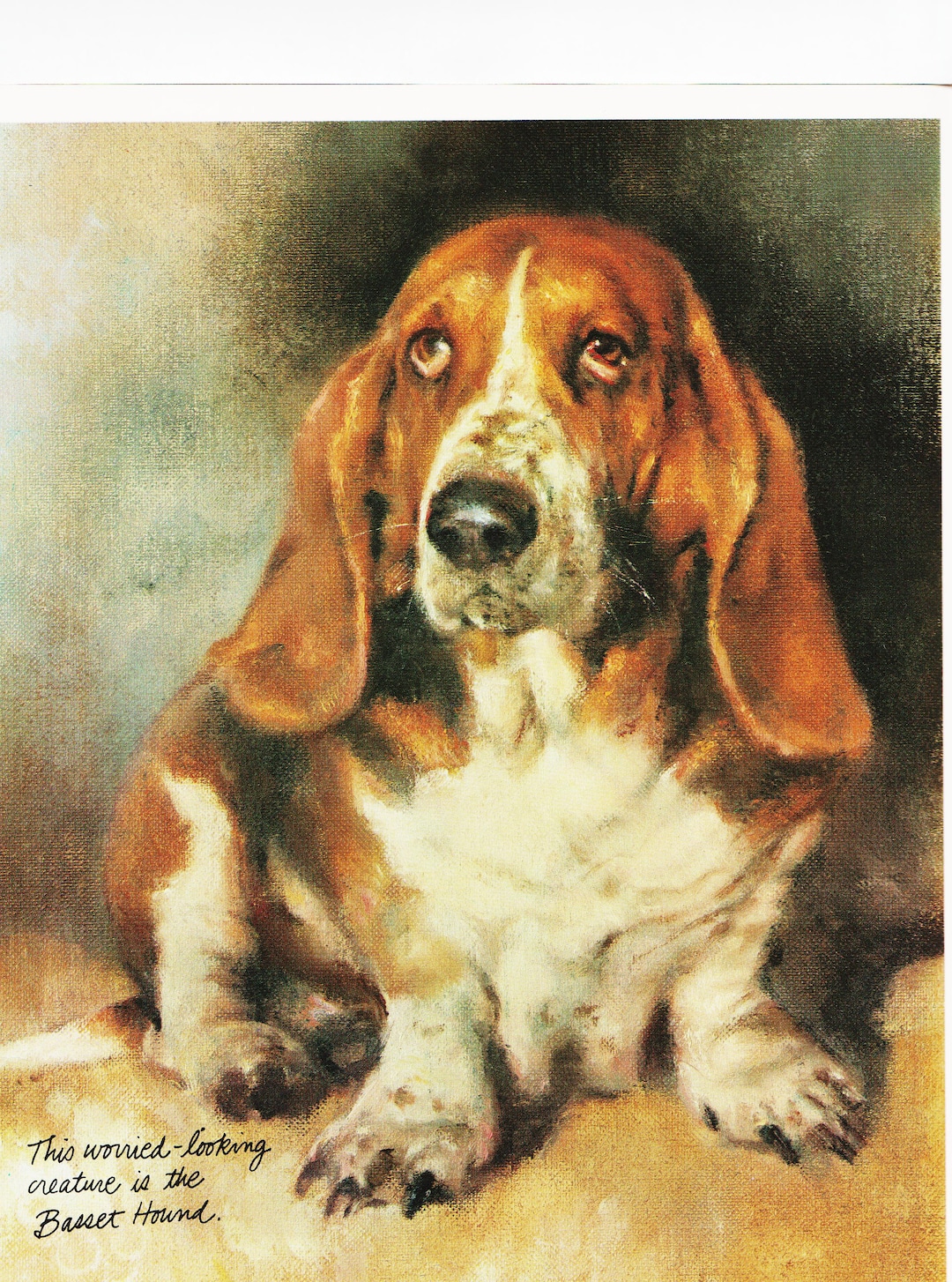 Basset Hound Vintage Dog Print for Dog Wall Art, Canine Breeds Artwork ...