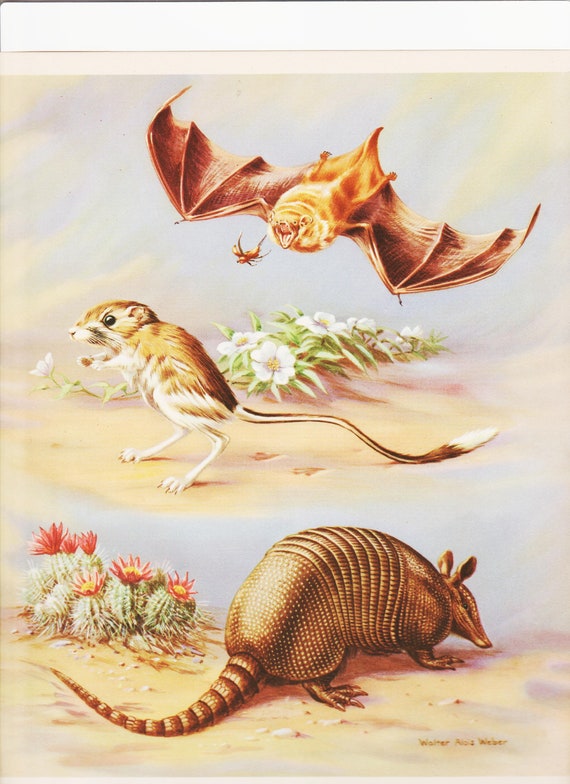 Strange Vintage Animal Drawings
